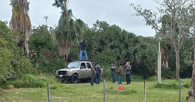‘Llueven’ iguanas, las resguardan del frío - Expreso de Tamaulipas
