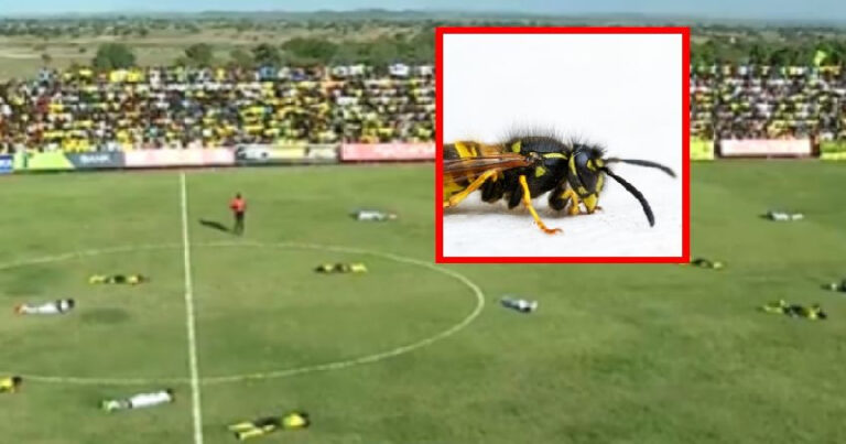 VIDEO: Abejas asesinas atacan a futbolistas durante partido - Expreso ...