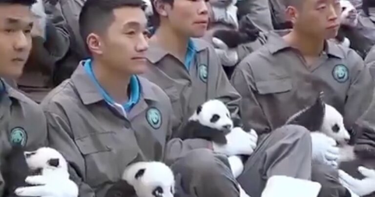 VIDEO: Pandas bebés posan con sus cuidadores para hacer su debut ...