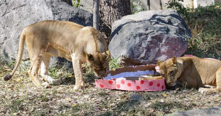 Especies del Zoológico de Tamatán celebraron el Día del Amor y la ...