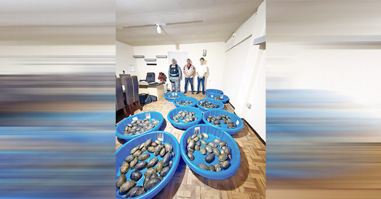 Aseguran contrabando de 350 tortuguitas - Expreso de Tamaulipas